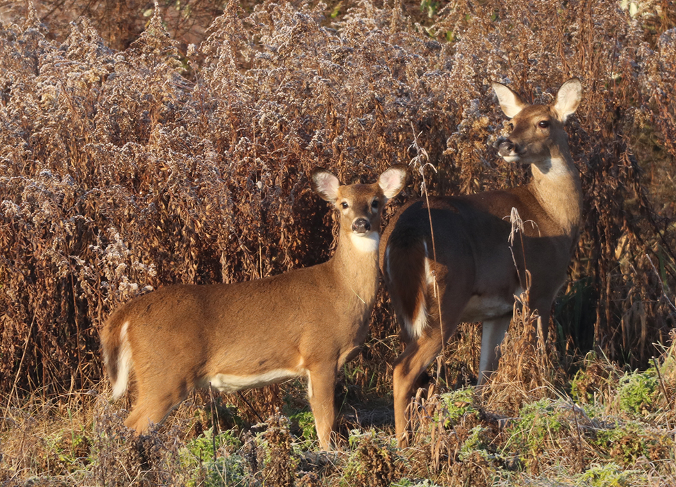 WI Daily Update: DNR recruiting new class of conservation wardens ...