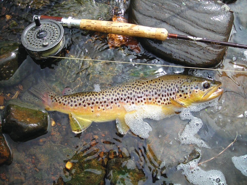 Minnesota trout opener creates buzz in the southeast - Outdoor News