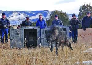 Wolf kills a calf in Colorado, the first confirmed kill after the ...