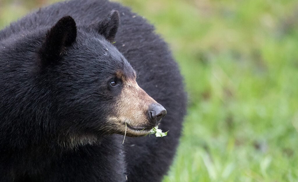 Unlawful black bear kill in New York leads to charge - Outdoor News