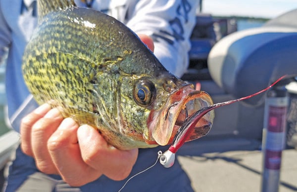 Extensive Minnesota crappie study delves into the 'cycles' of this boom ...