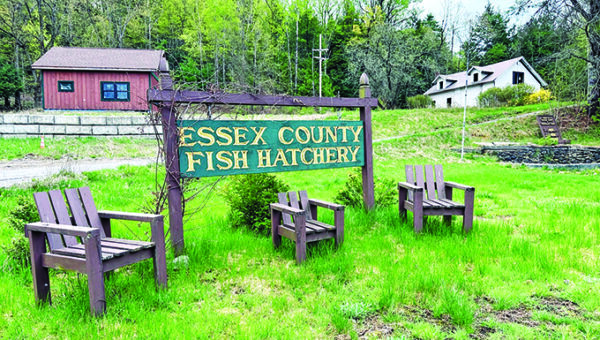 Stocking numbers reduced as New York's Essex County fish hatchery faces ...
