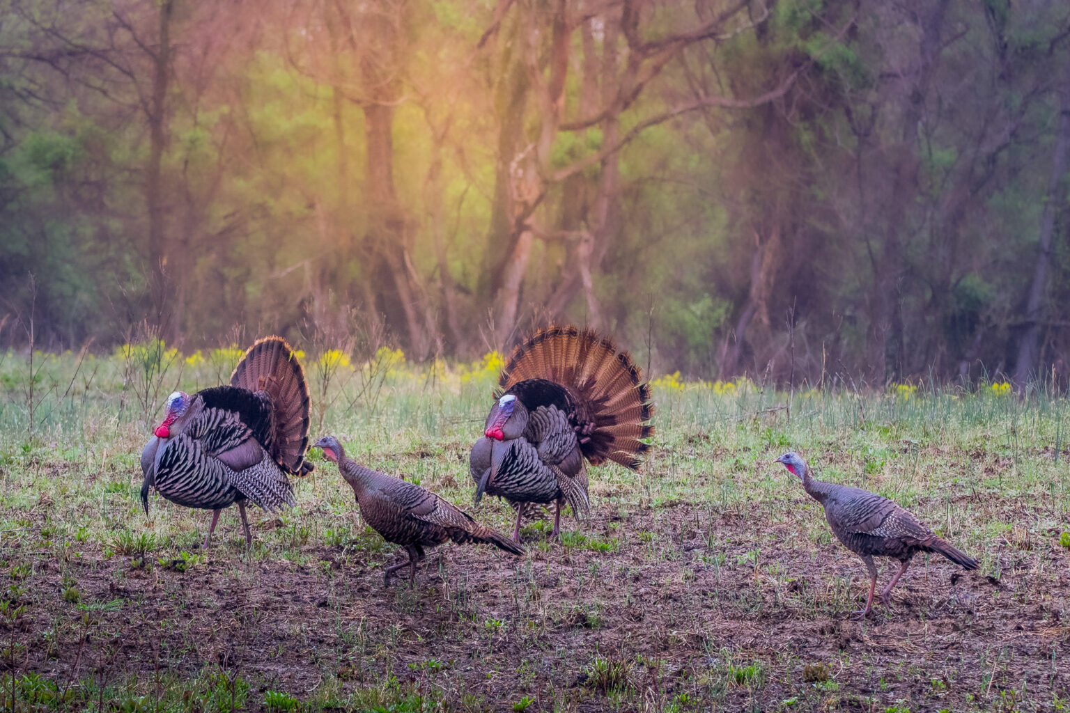 Gretchen Steele: Time to participate in Illinois' Wild Turkey Survey ...