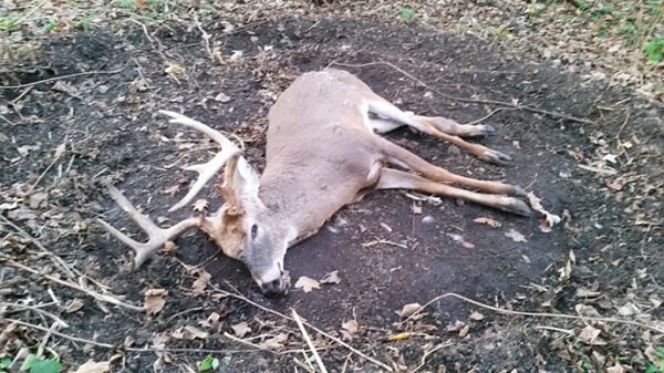 Progress on EHD benefits the Illinois deer herd - Outdoor News