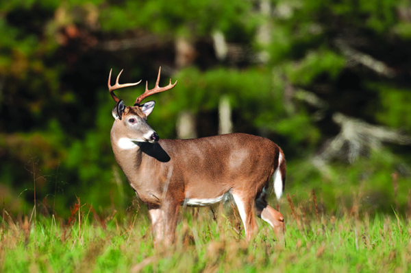 Three top spots for arrowing an early-season buck - Outdoor News
