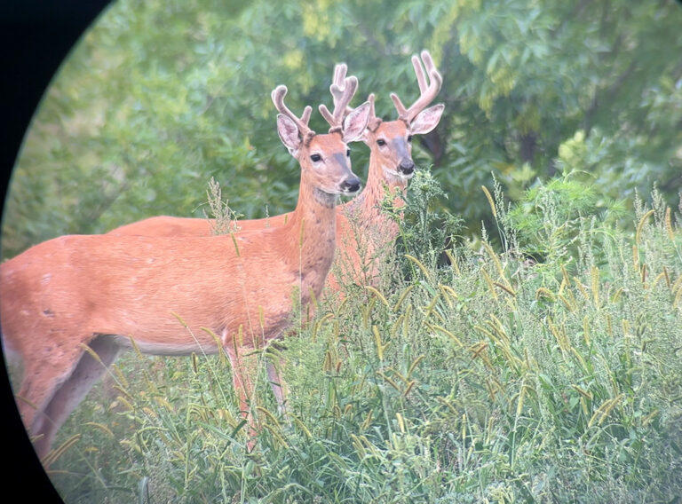 Eight things to know about bachelor groups of bucks that can help you ...