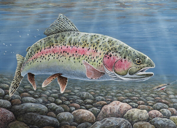 Winners chosen for Minnesota’s 2025 trout and salmon stamp, walleye ...