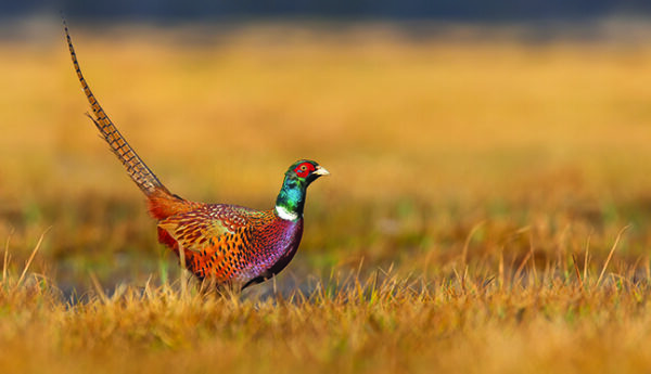 How will pheasant hunters fare in the Midwest? A look at the forecast ...