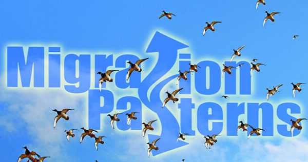 Research reveals extent of new challenges for waterfowlers as migration ...