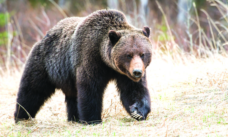 An Alaska deer hunter has been found dead in an apparent brown bear ...