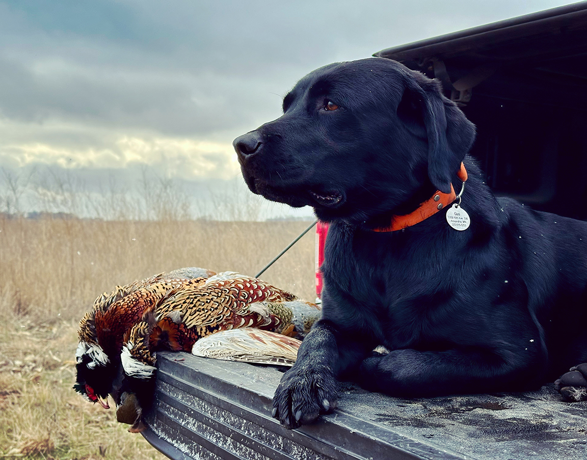 MN Daily Update: Great small-game hunting opportunities still available ...