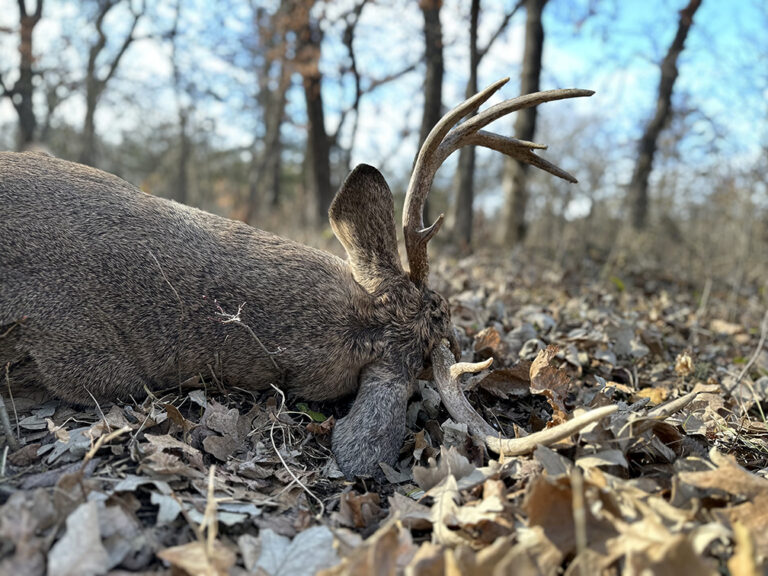 What hunters should know after CWD is discovered in wild western ...