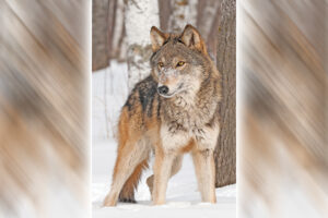 DNR says Minnesota's wolf population likely stable in size, range ...