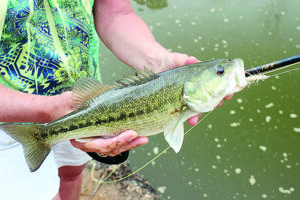Breaking down the many black bass subspecies beyond largemouths and ...