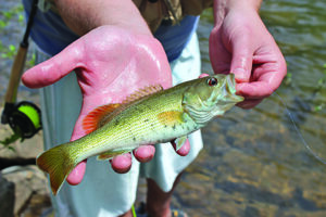 Breaking down the many black bass subspecies beyond largemouths and ...