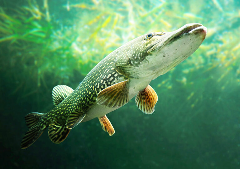 Into year eight, have Minnesota's northern pike zones made a difference ...