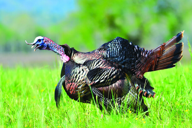 Steve Pollick: Turkeys are great, but there's more reasons to be in the ...