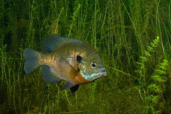 WI Daily Update: One technique to catch big bluegills - Outdoor News