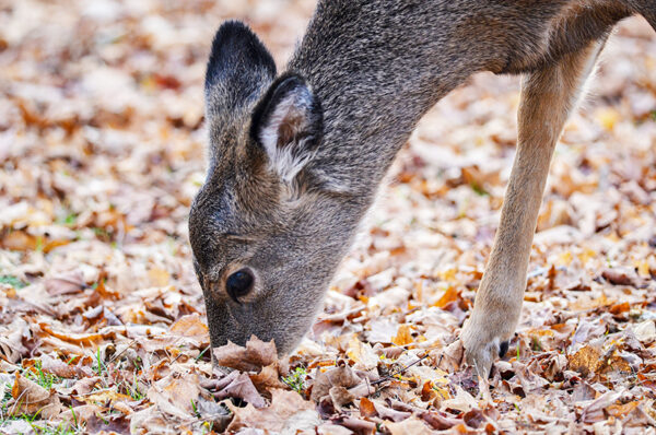 Pennsylvania’s Deer Management Assistance Program permit sales begin ...