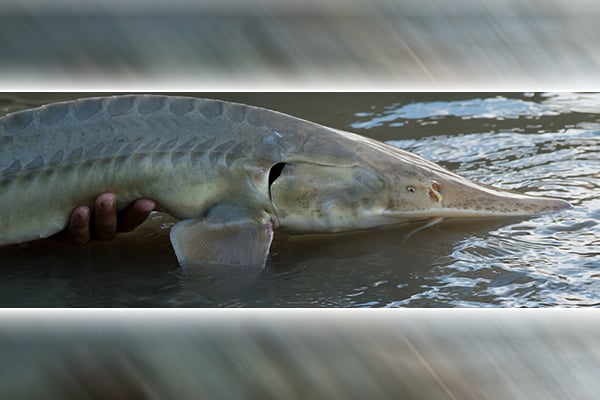 Federally endangered pallid sturgeon discovered in Iowa's Des Moines ...