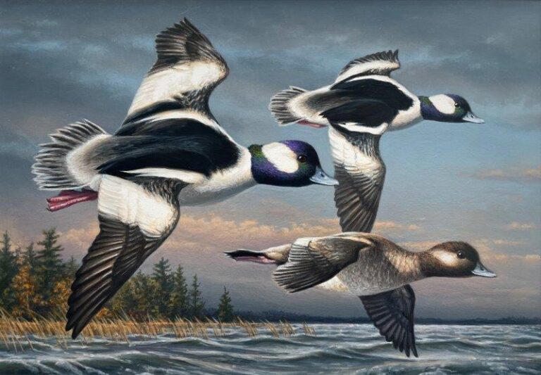 Minnesota’s James Hautman wins 2025 Federal Duck Stamp Art Contest for ...