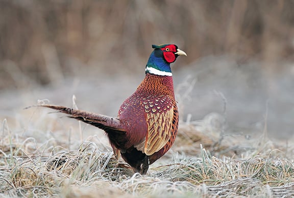 Minnesota pheasant numbers leap 50% in annual roadside survey - Outdoor ...