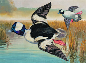Winner of 2026 Minnesota waterfowl stamp contest announced - Outdoor News