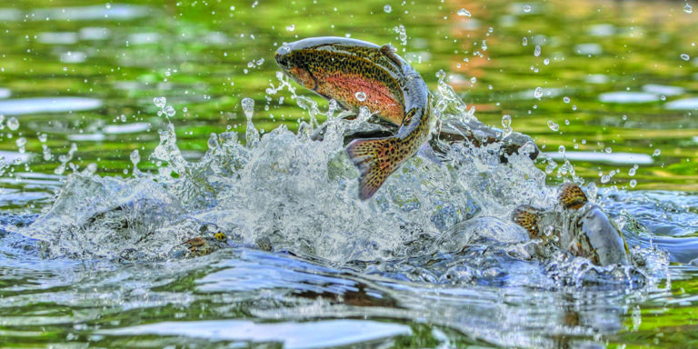 Fall community trout stocking starts October 23 in Iowa - Outdoor News
