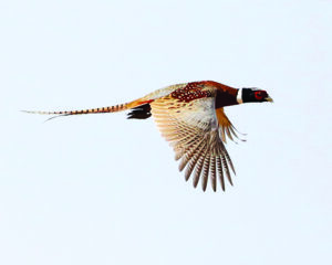 More than 14,000 pheasants to be released in Ohio as dates are set ...