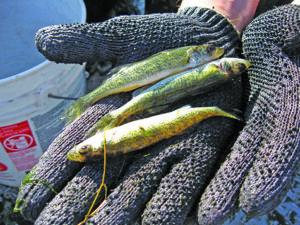 Warm weather delays Minnesota DNR’s fish-stocking efforts, and muskie ...