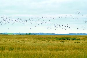 Ducks Unlimited, University of Delaware study eastern black ducks ...