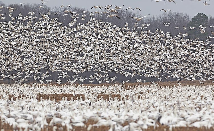 Bird flu cases could increase in Northeast as migration raises risk ...