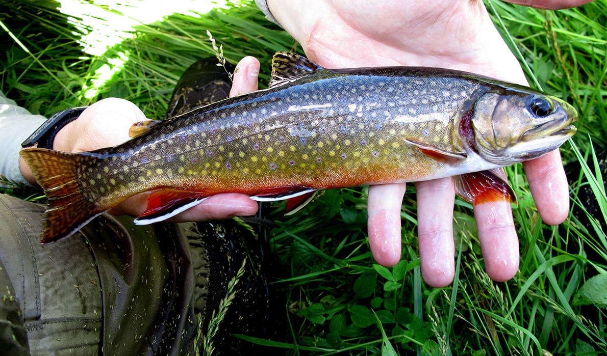 New Adirondack Brook Trout Pond Management Plan built to protect a ...