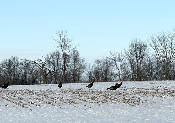 After recent cold, how has this Minnesota winter been for wildlife ...
