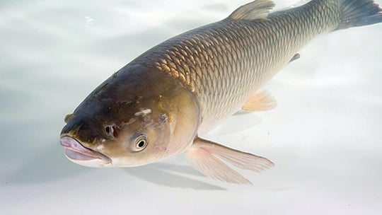 Michigan State University study focusing on grass carp that menace Lake ...