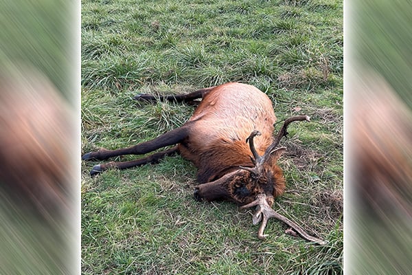 Missouri’s new elk herd not immune to poaching - Outdoor News