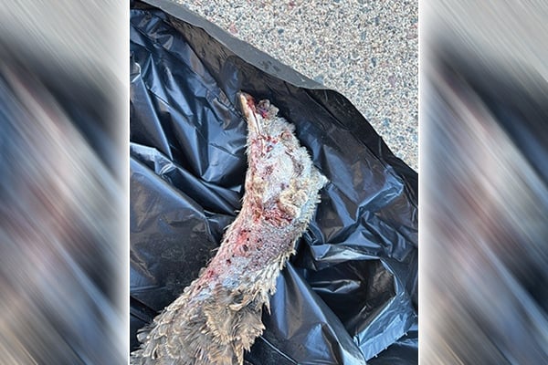 Wild turkey virus discovered in Minnesota - Outdoor News