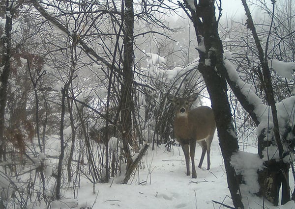 There's plenty to learn about your local deer over winter - Outdoor News