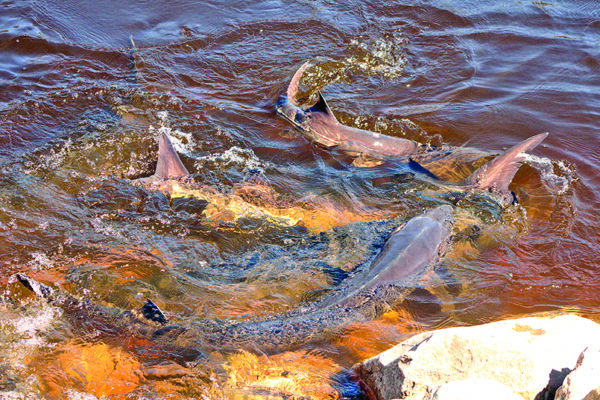MN Daily Update: Prepare now for the peak of the sturgeon season on the ...