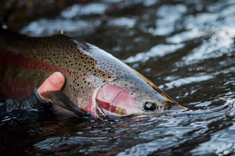 Heavy rains lead to record steelhead run in Wisconsin's Lake Michigan ...