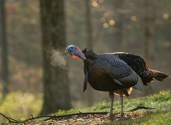 Vermont celebrates its wild turkey restoration history - Outdoor News