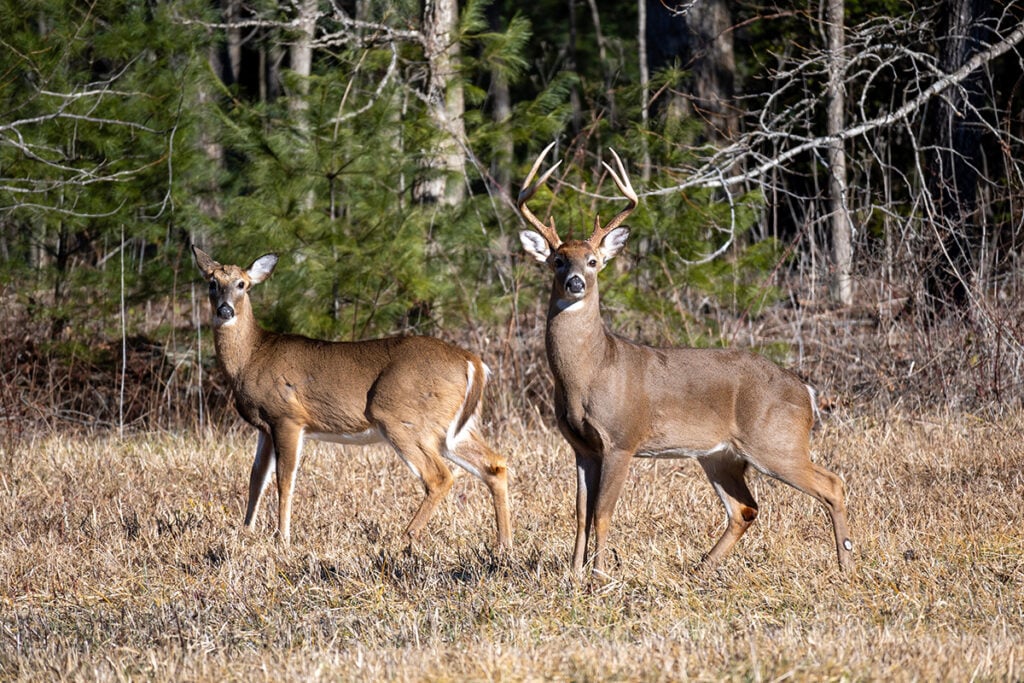New York DEC adopts antlerless deer proposals, including earn-a-second ...