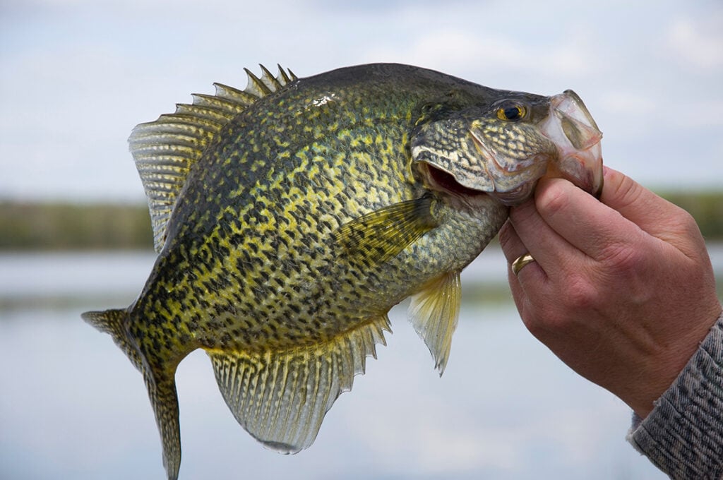 Ralph Loos: Michigan bills allowing commercial harvest of walleye ...